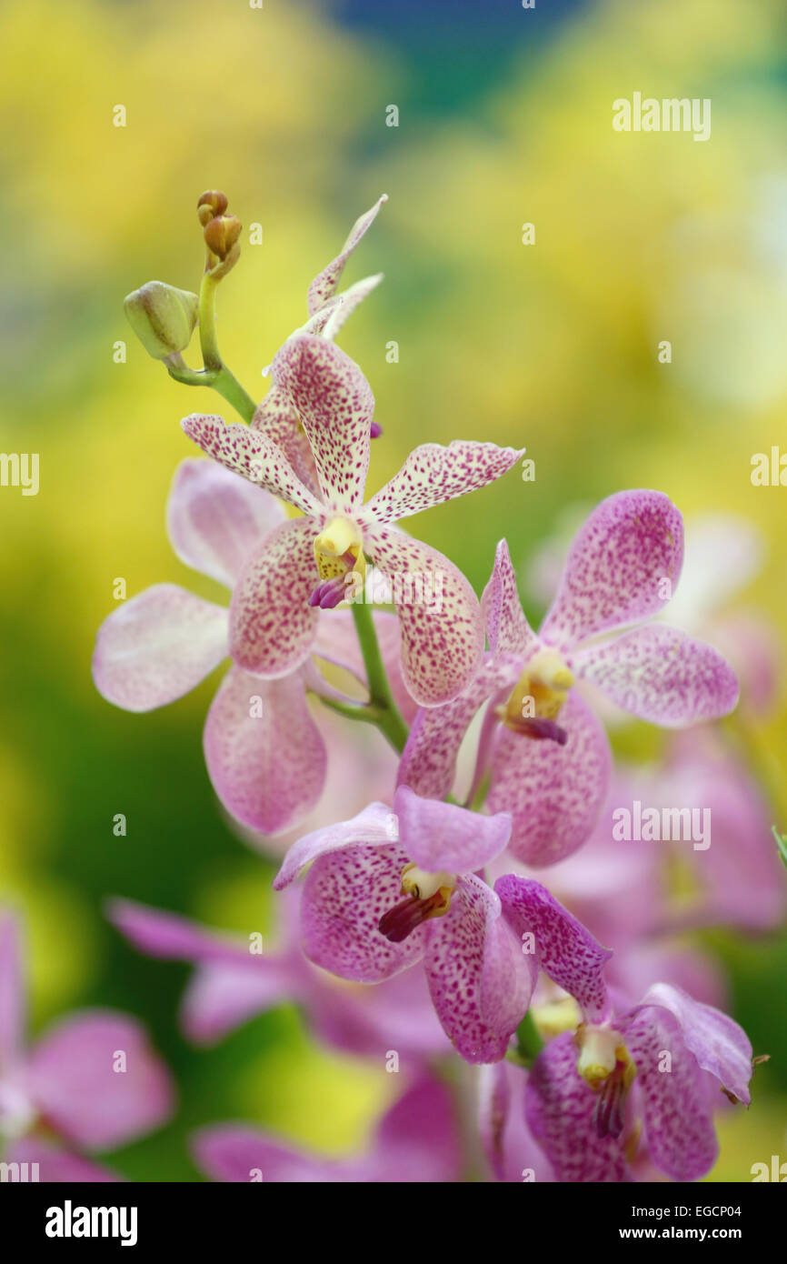 pink orchid in the garden Stock Photo - Alamy