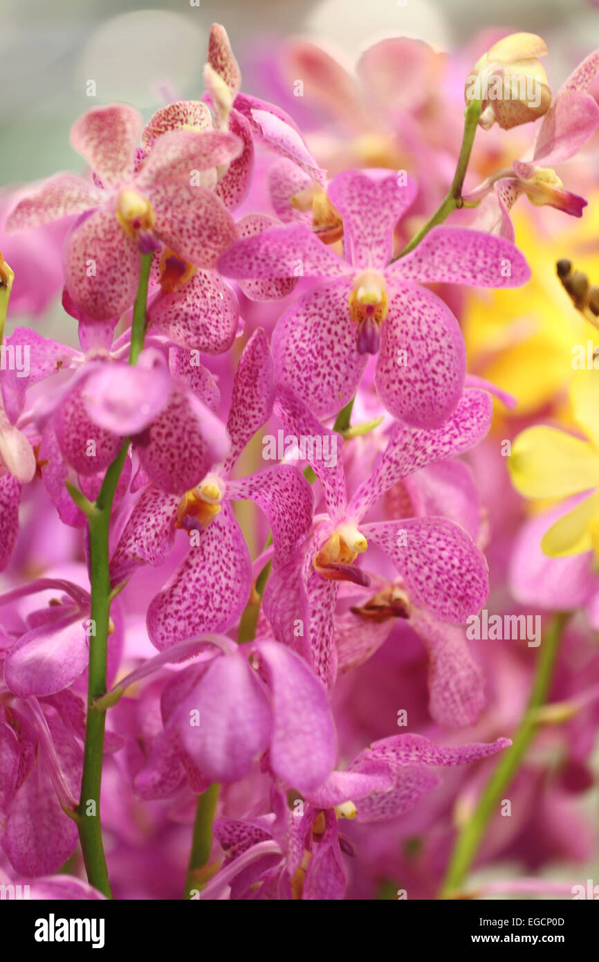 pink orchid in the garden Stock Photo - Alamy
