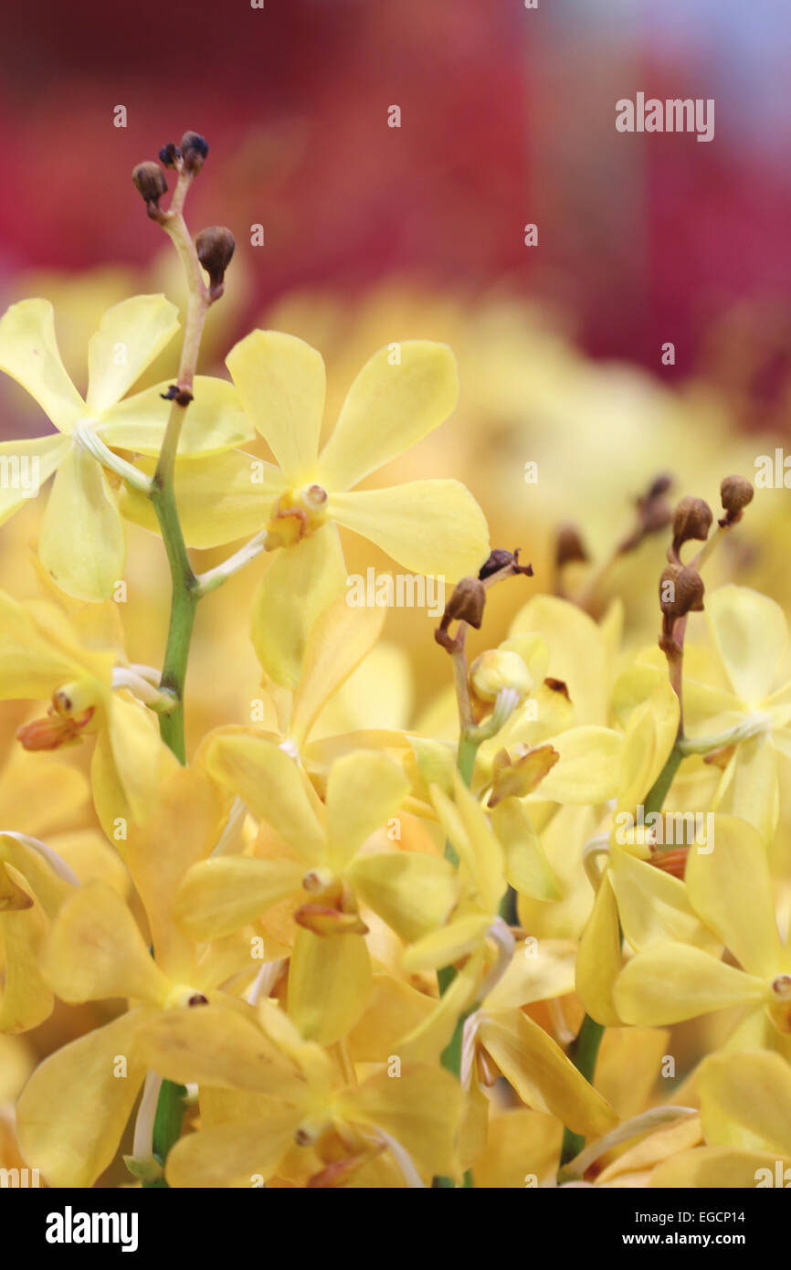 yellow orchid in the garden Stock Photo - Alamy