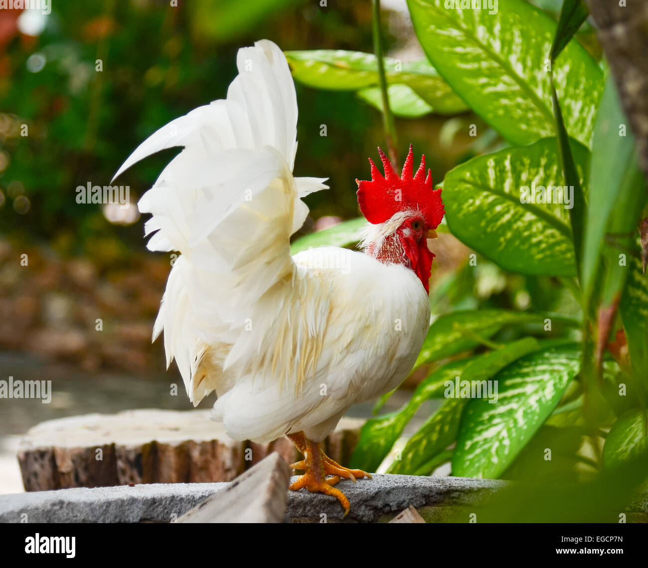 Thailand male chicken rooster Stock Photo - Alamy