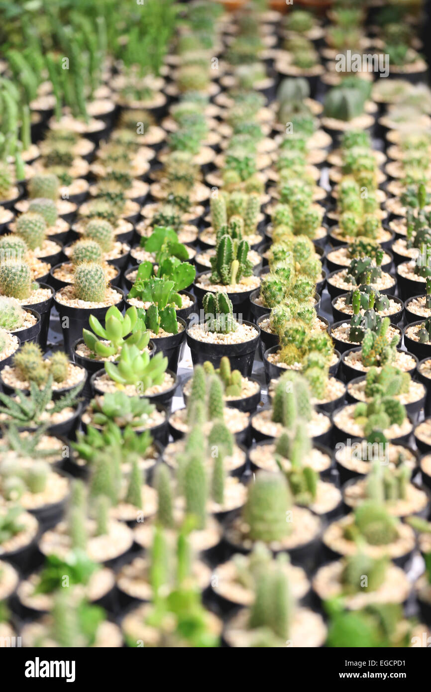 many cactus tree in the seedlings farm Stock Photo - Alamy