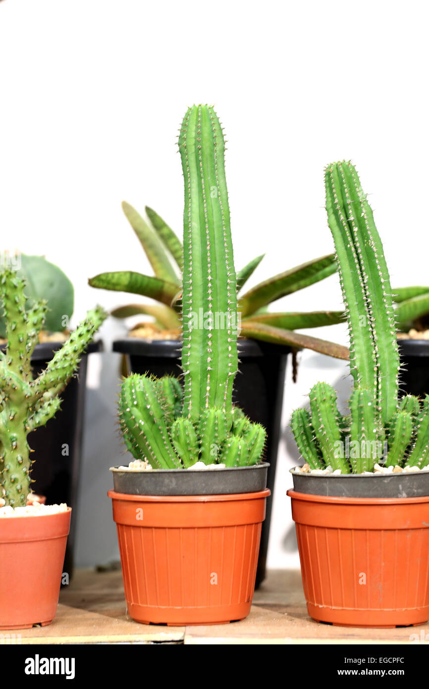 many cactus tree in the seedlings farm Stock Photo - Alamy