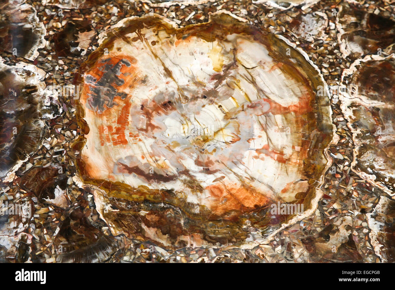 Silicified tree hi-res stock photography and images - Alamy