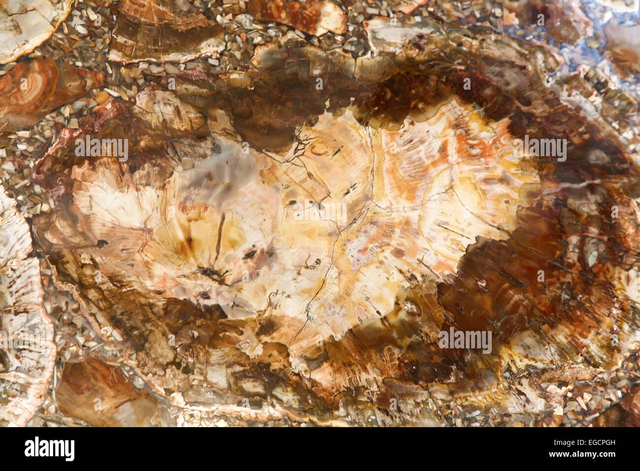 Silicified tree hi-res stock photography and images - Alamy