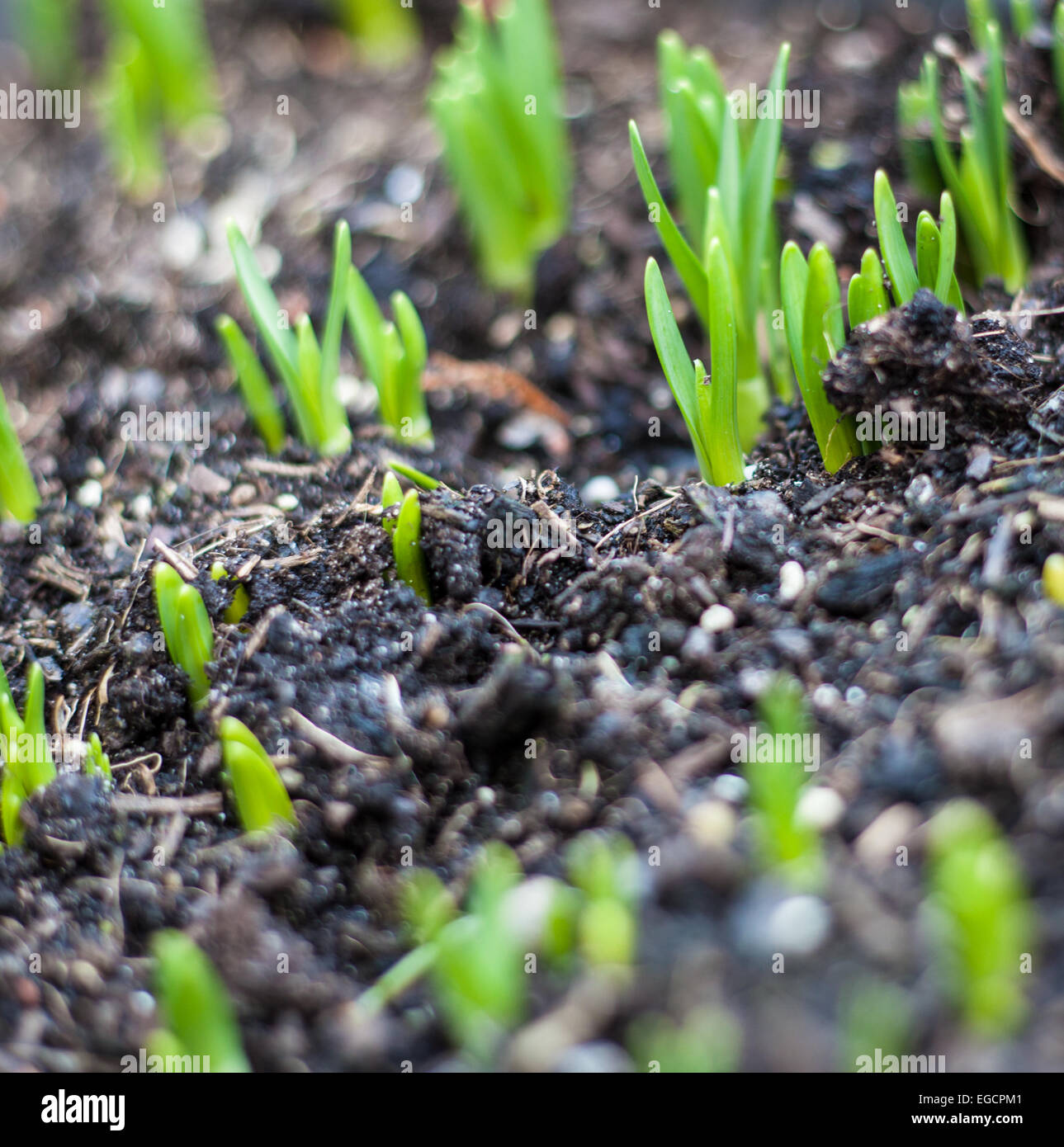 Young seedling growing Stock Photo - Alamy