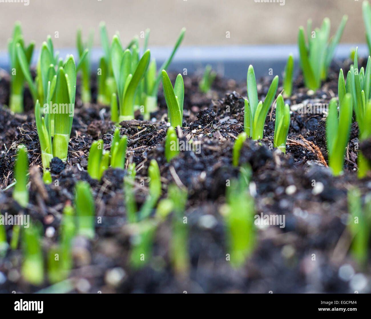 Young seedling growing Stock Photo - Alamy