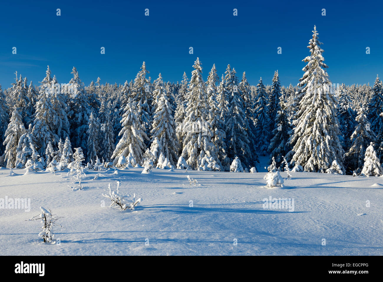 Snow-covered winter landscape, Harz National Park, near Torfhaus, Lower ...