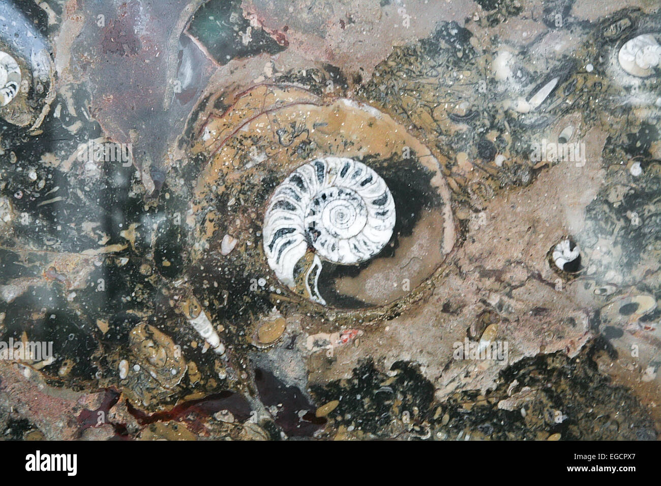 Fossil background hi-res stock photography and images - Alamy