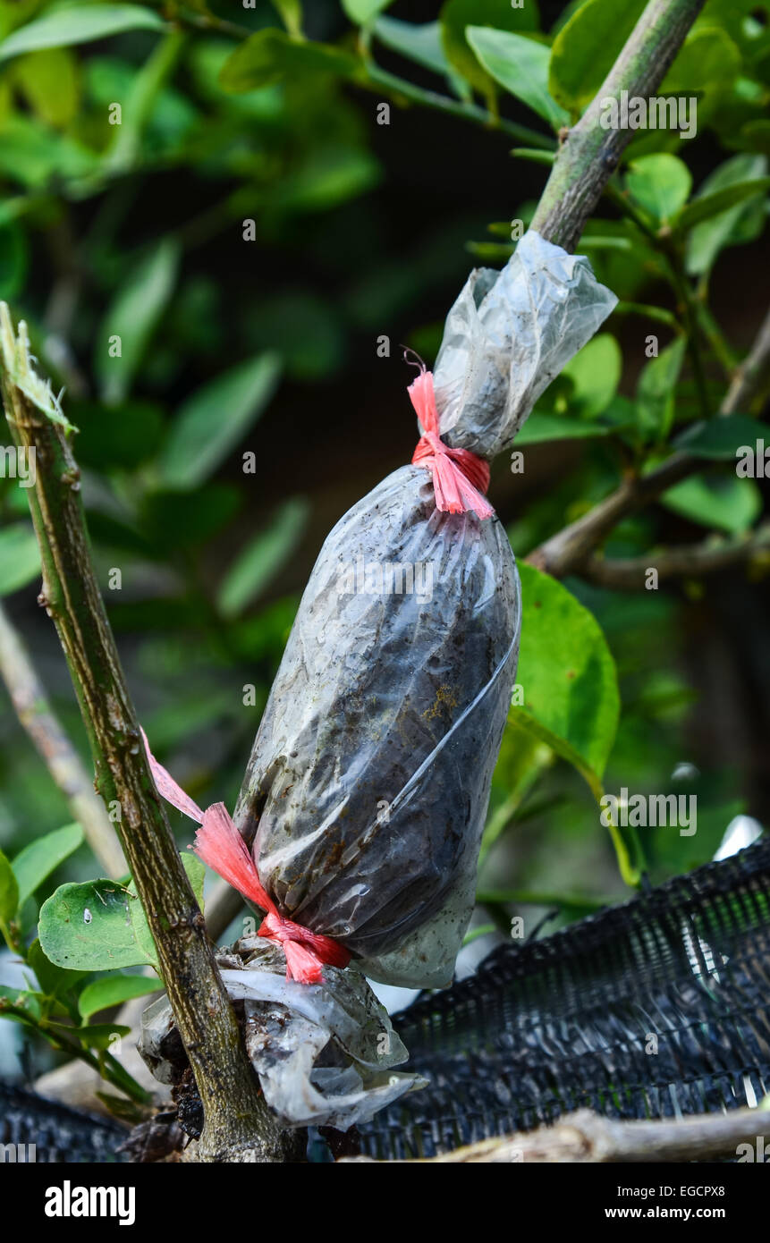 Grafted plant hi-res stock photography and images - Alamy