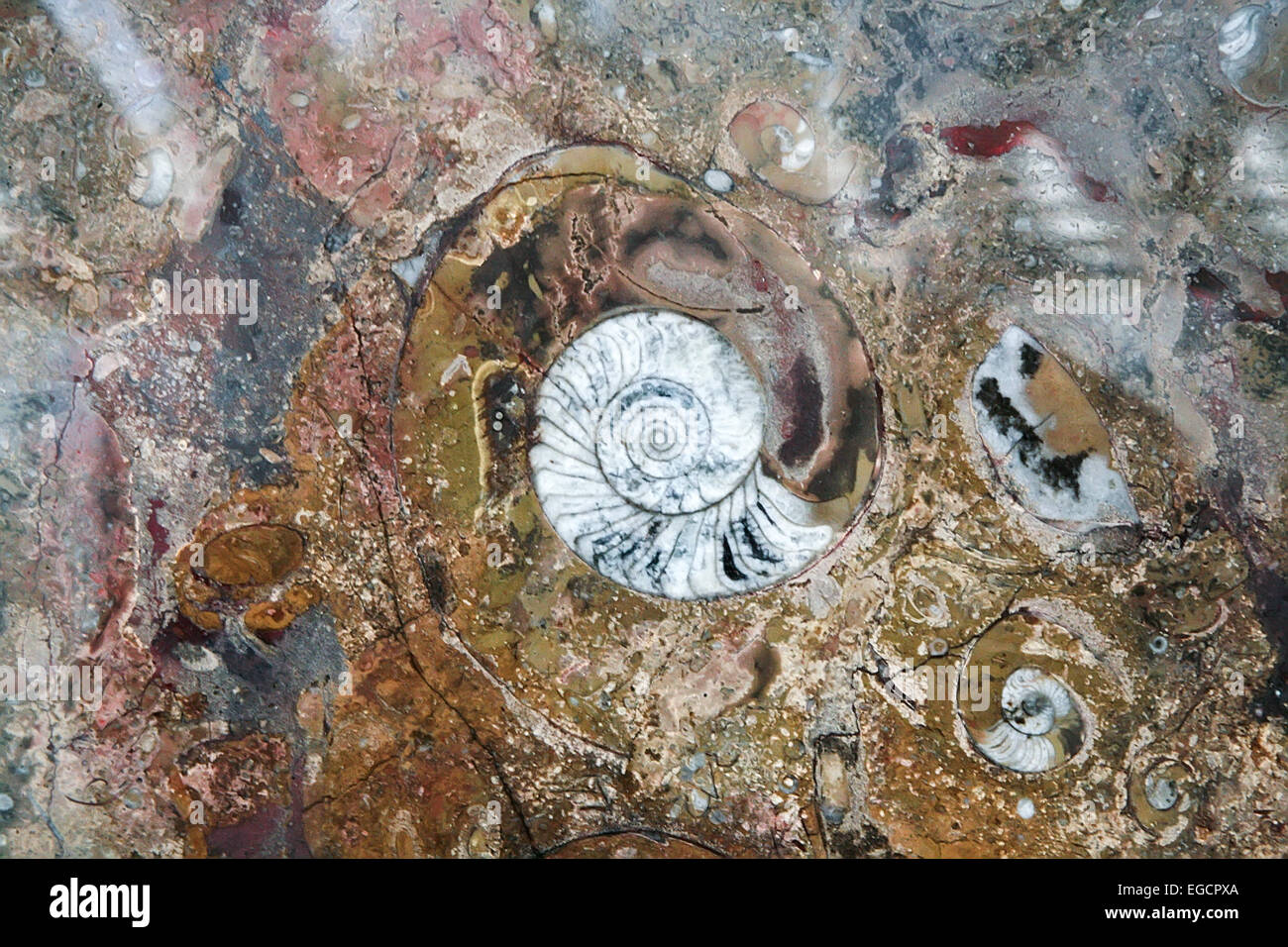 Stone with fossil background Stock Photo - Alamy
