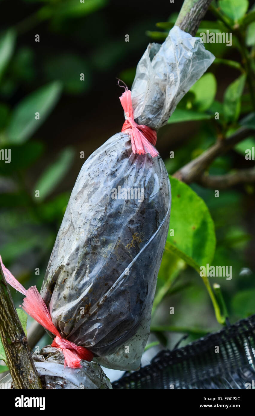 Grafted plant hi-res stock photography and images - Alamy