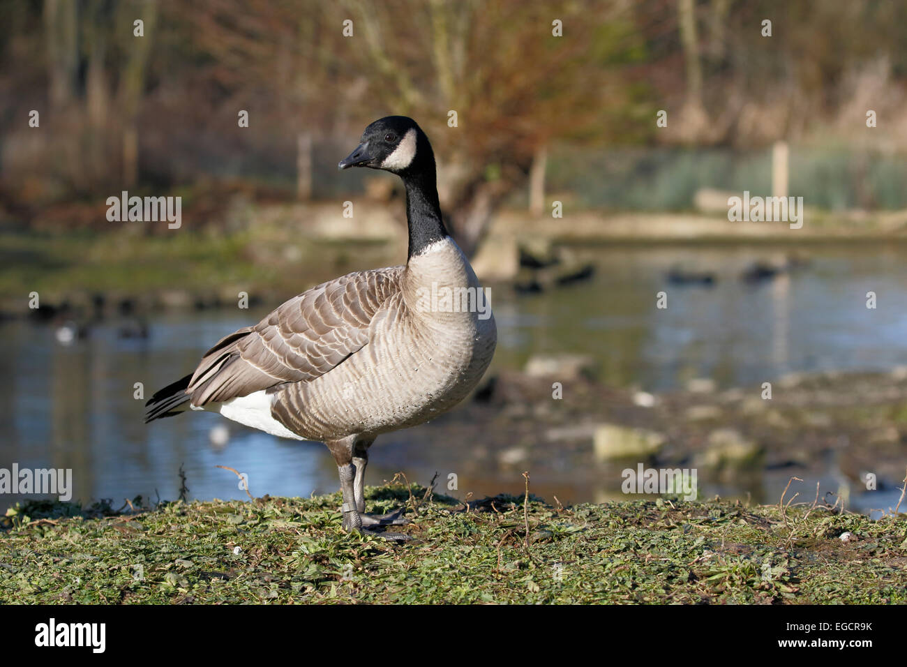 Richardsons hi-res stock photography and images - Alamy