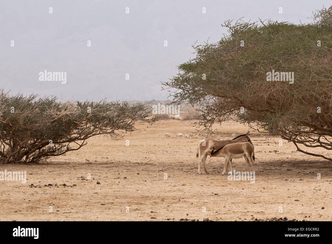 female and young Onager (Equus hemionus). Part of a breeding nucleus of ...