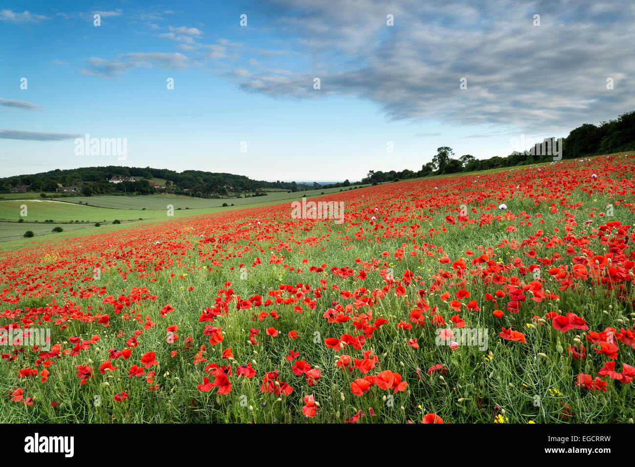 Poppy fields landscape Summer sunset Stock Photo - Alamy