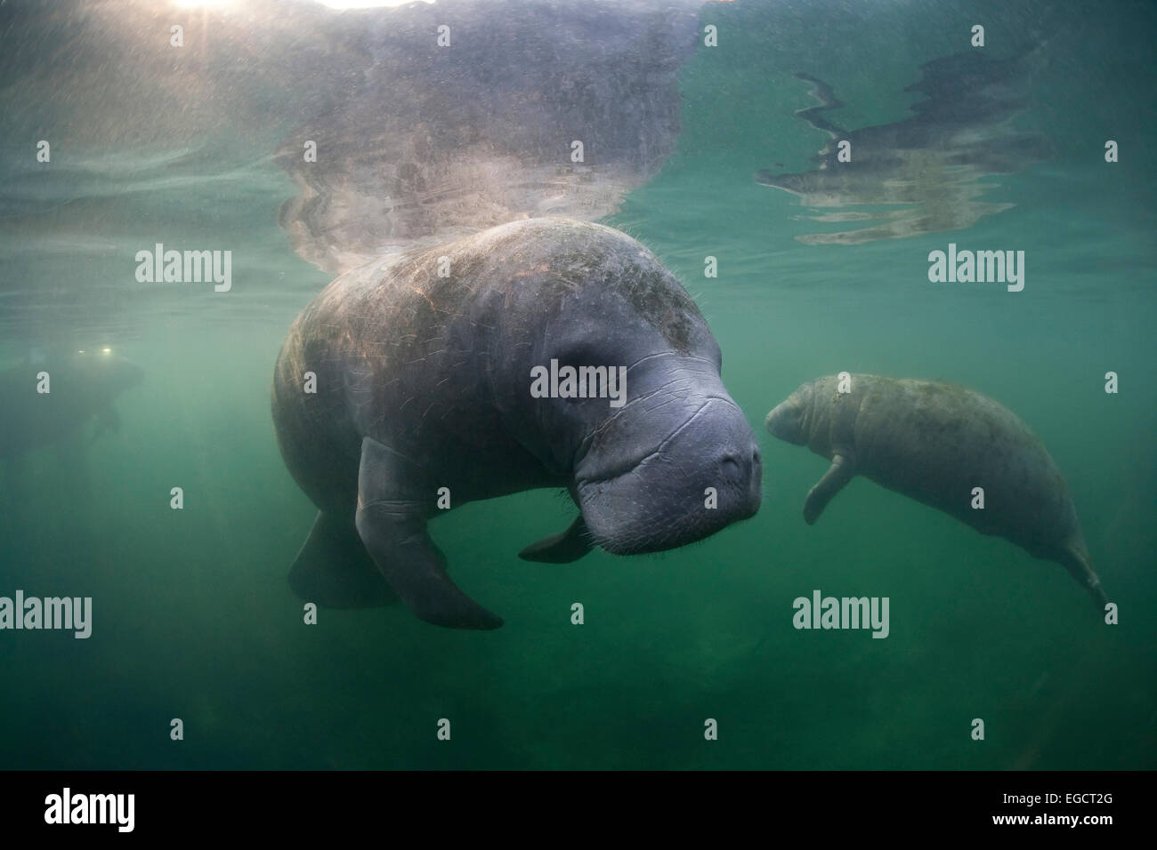 West Indian Manatees (Trichechus manatus), Florida, United States Stock ...