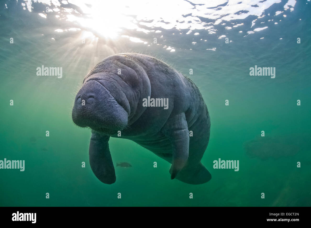 West Indian Manatee (Trichechus manatus), Florida, United States Stock ...