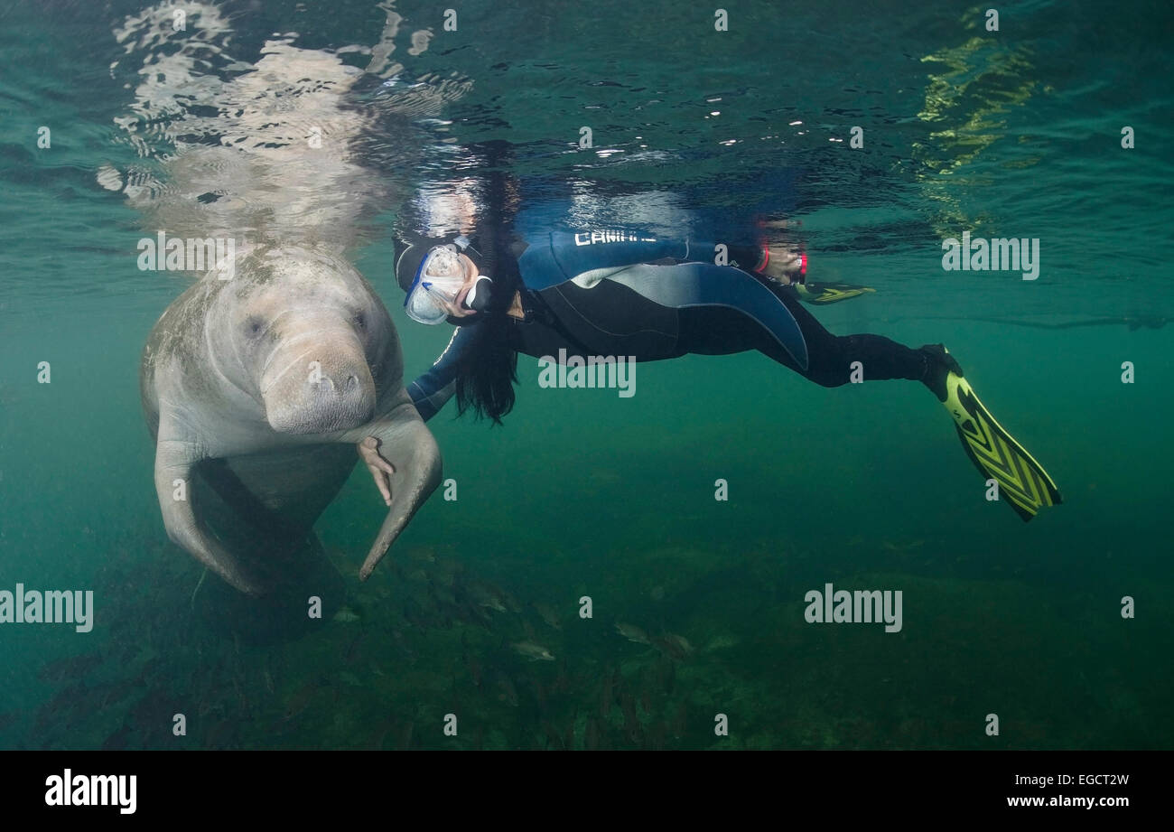 Snorkel with a manatee and florida hi-res stock photography and images ...