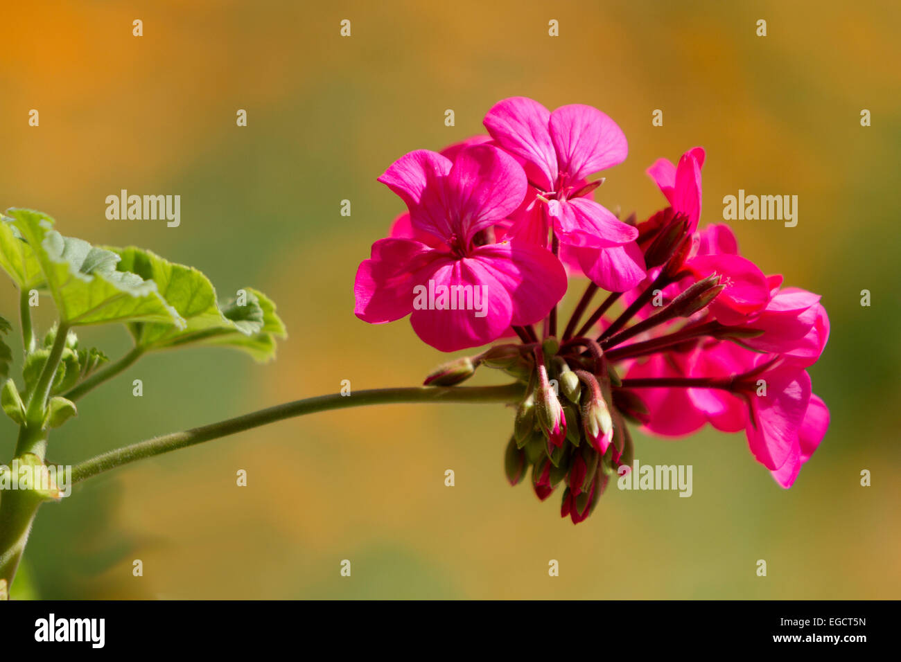 Geranium or Storksbill (Pelargonium), pink flower, Germany Stock Photo ...