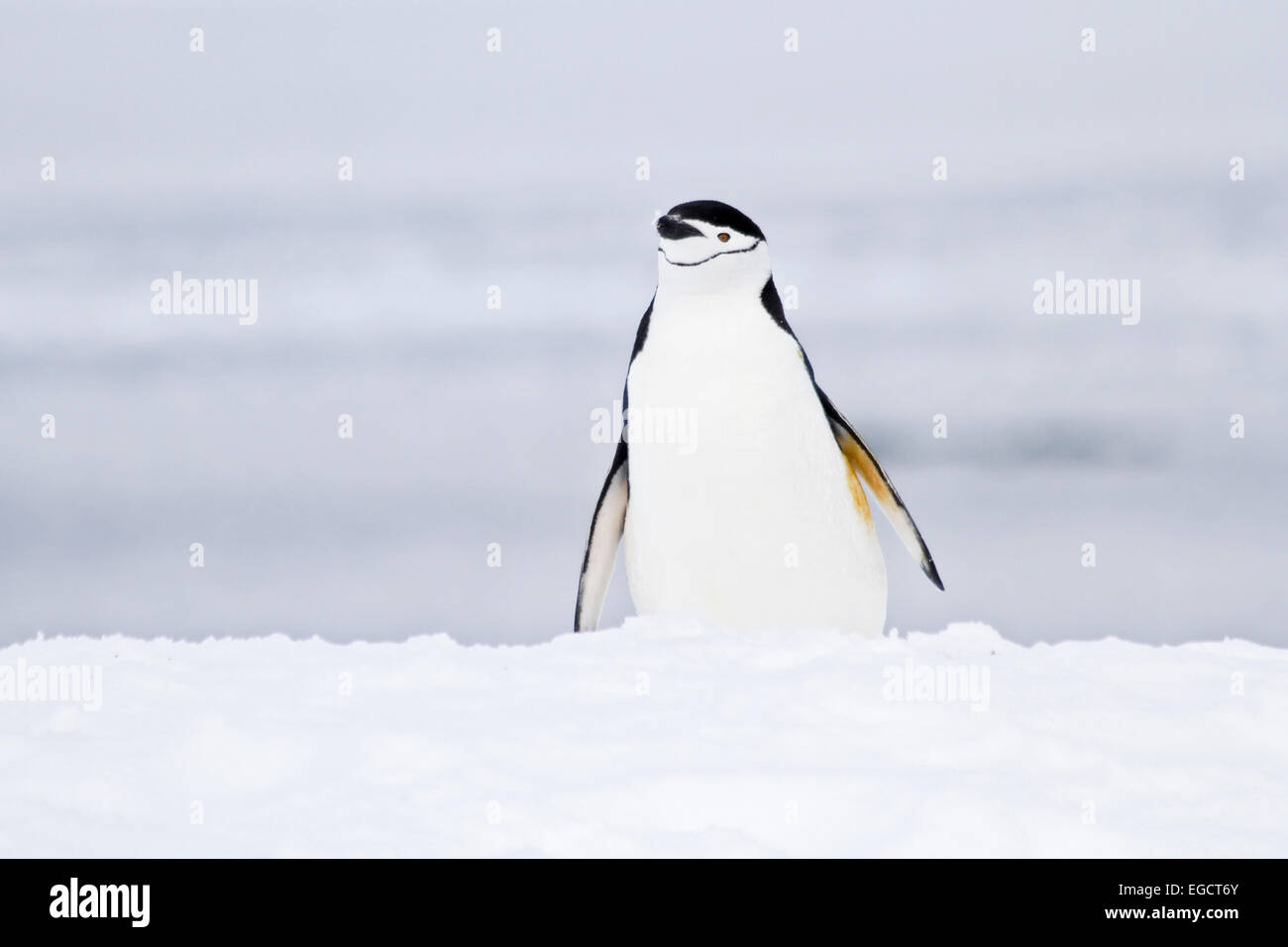Chinstrap penguins (Pygoscelis antarctica). These birds feed almost ...