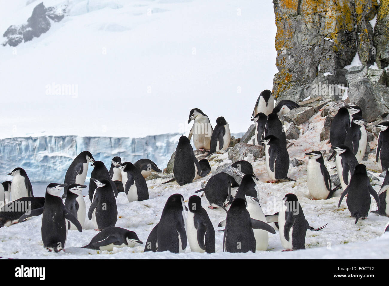 Chinstrap penguins (Pygoscelis antarctica). These birds feed almost ...