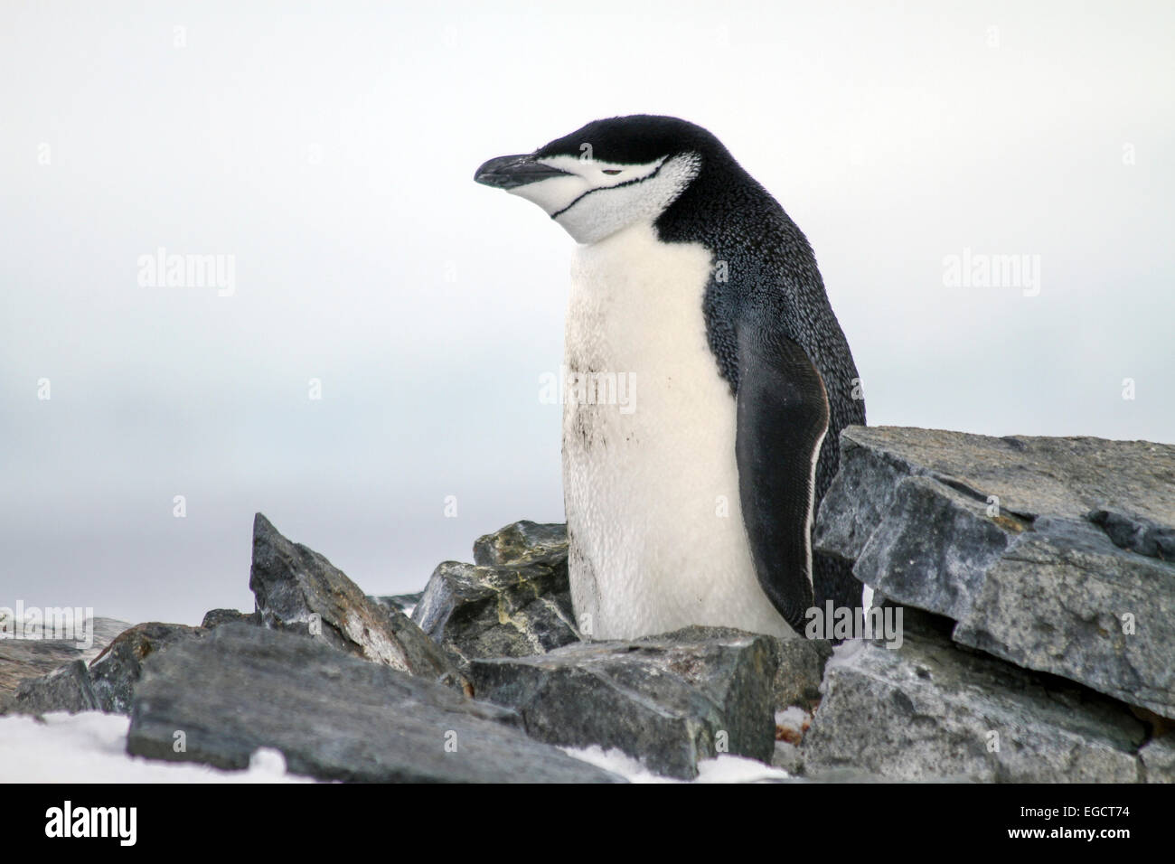 Chinstrap penguins (Pygoscelis antarctica). These birds feed almost ...