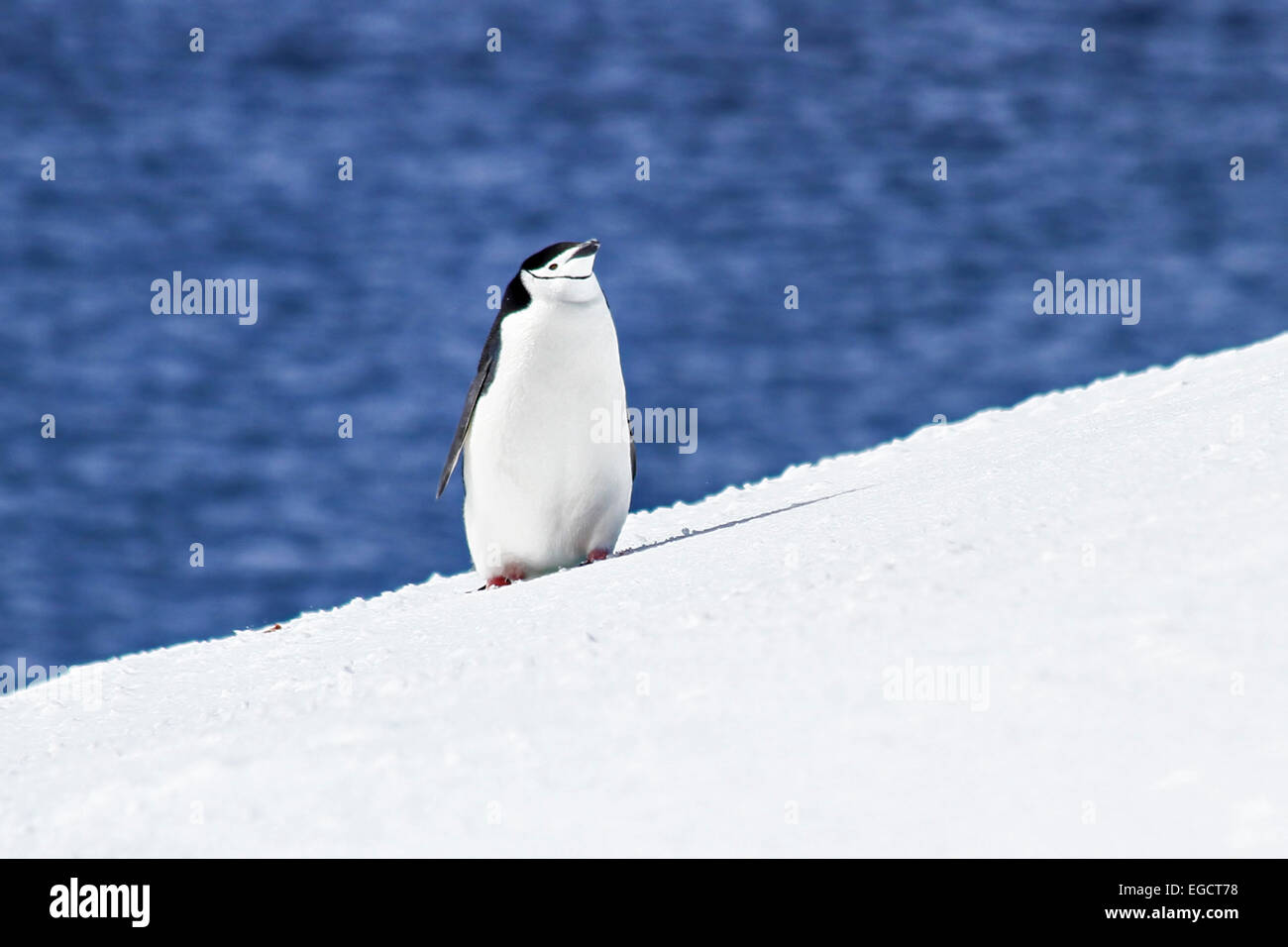 Chinstrap penguins (Pygoscelis antarctica). These birds feed almost ...