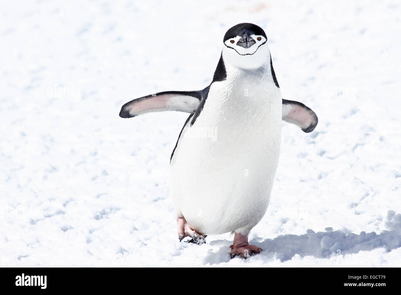 Chinstrap penguins (Pygoscelis antarctica). These birds feed almost ...