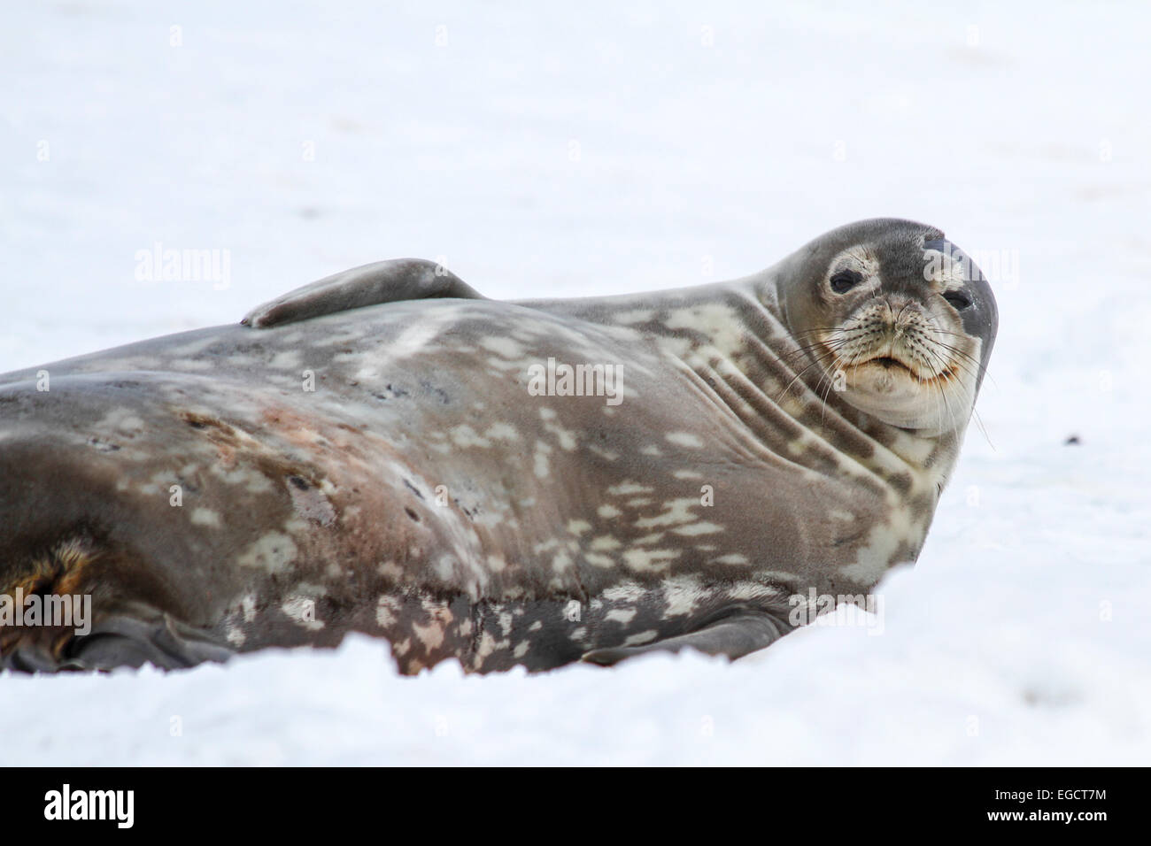 Weddell Seal Full Body