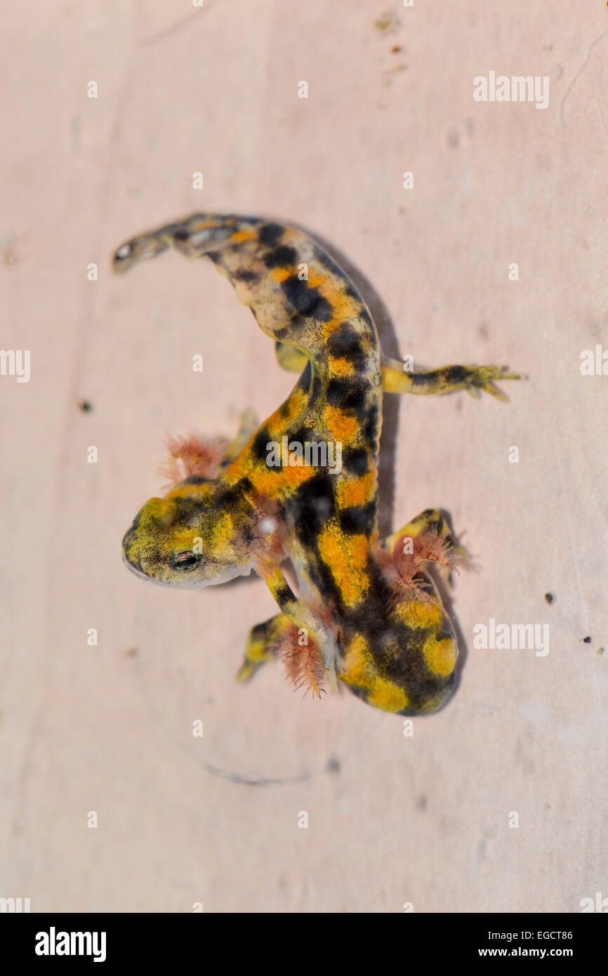 Two month old, Two-headed Near Eastern fire salamander (Salamandra ...