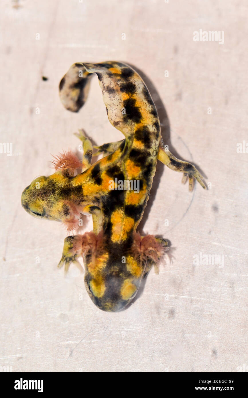 Two month old, Two-headed Near Eastern fire salamander (Salamandra ...