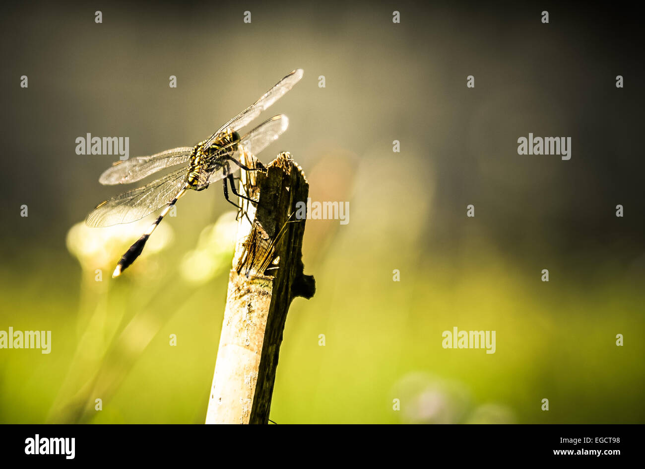 Dragonfly on a stick Stock Photo - Alamy