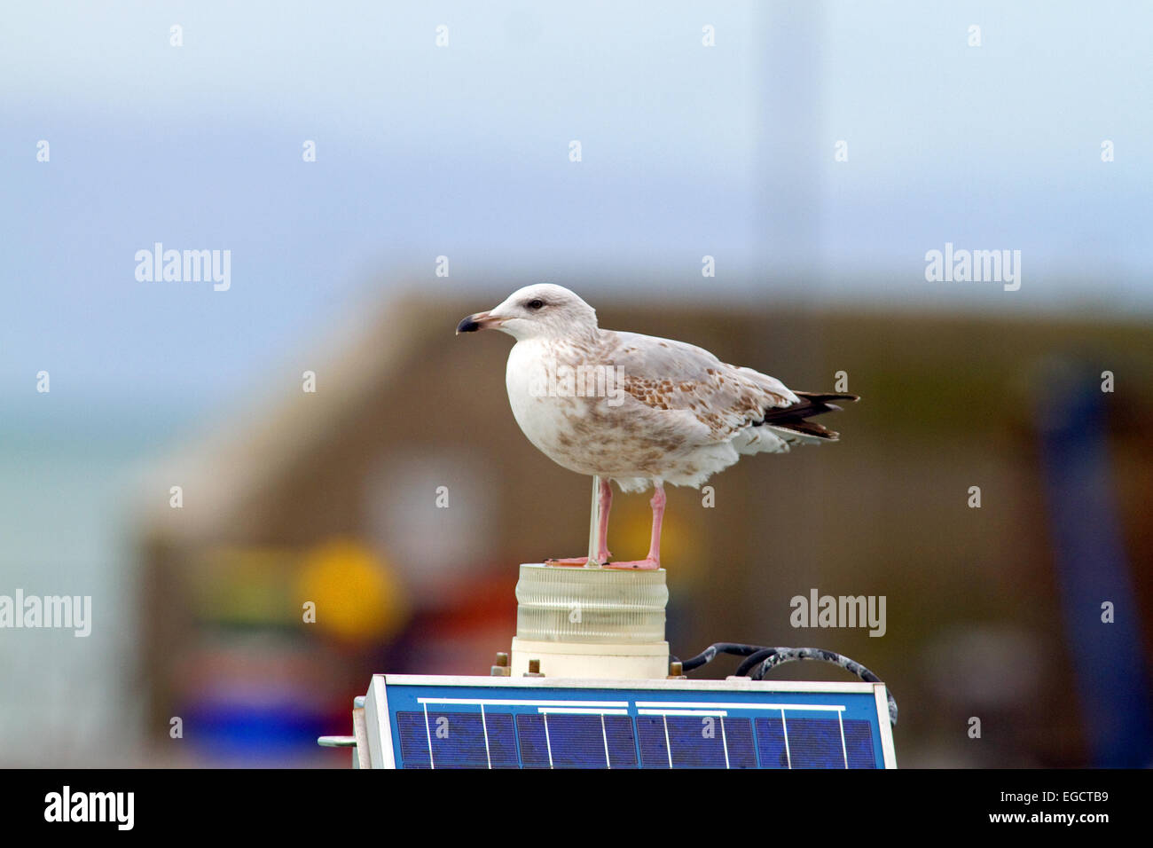 Herring gull first winter plumage hi-res stock photography and images ...