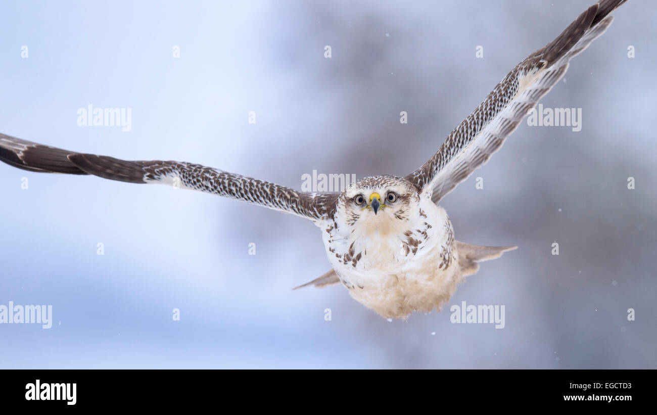 Buzzard (Buteo buteo), white morph, in flight with light snow flurries ...