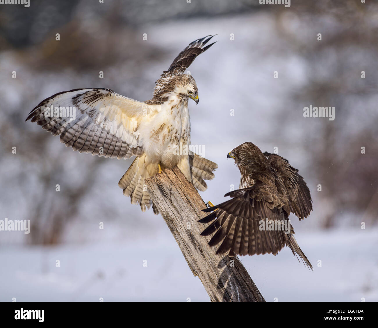 Buzzard buteo buteo white morph hi-res stock photography and images - Alamy