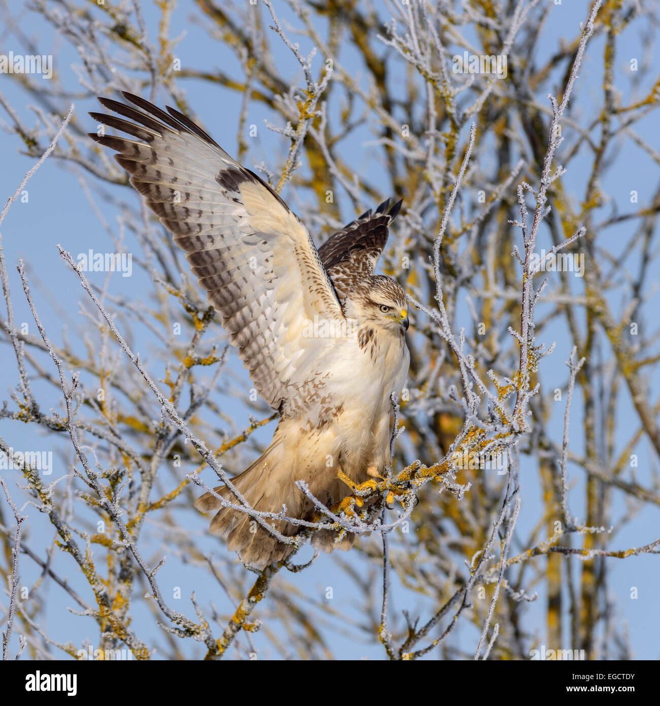 Buzzard wings hi-res stock photography and images - Alamy