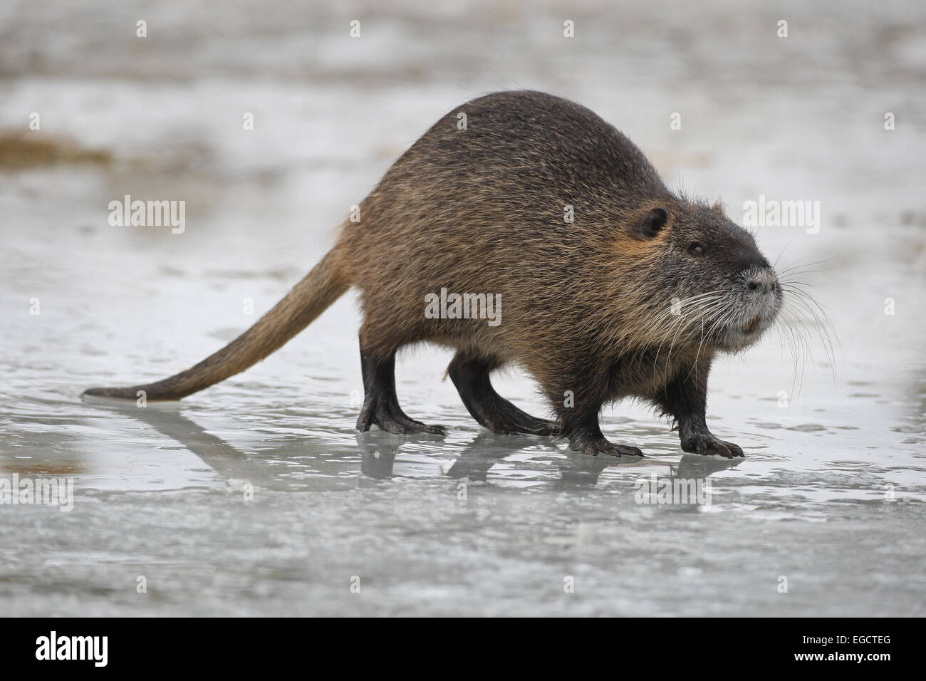 Nutria or Coypu (Myocastor coypus) crossing a frozen pond, Bavaria ...