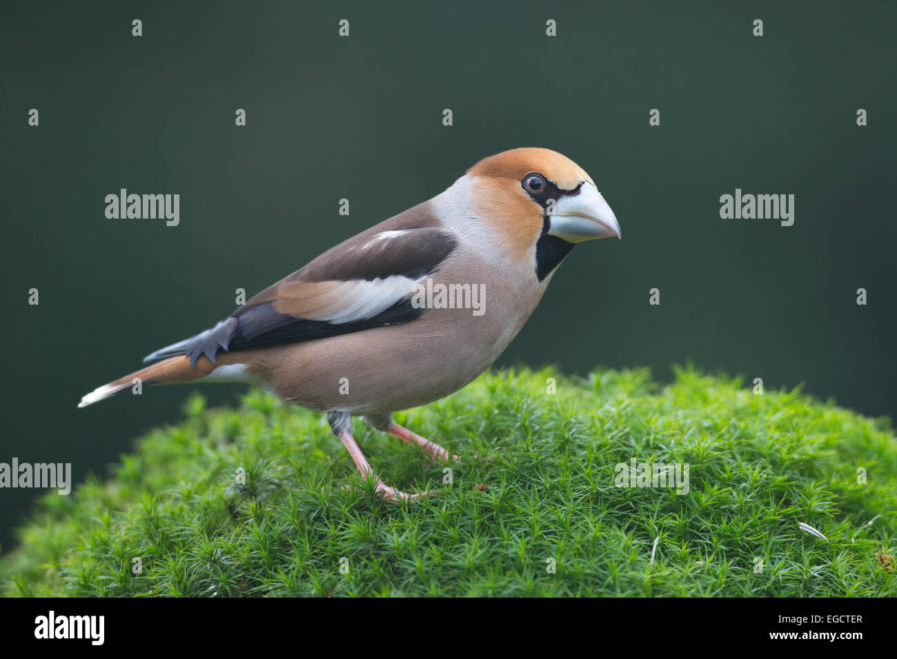 Hawfinch (Coccothraustes coccothraustes), male, Emsland, Lower Saxony ...