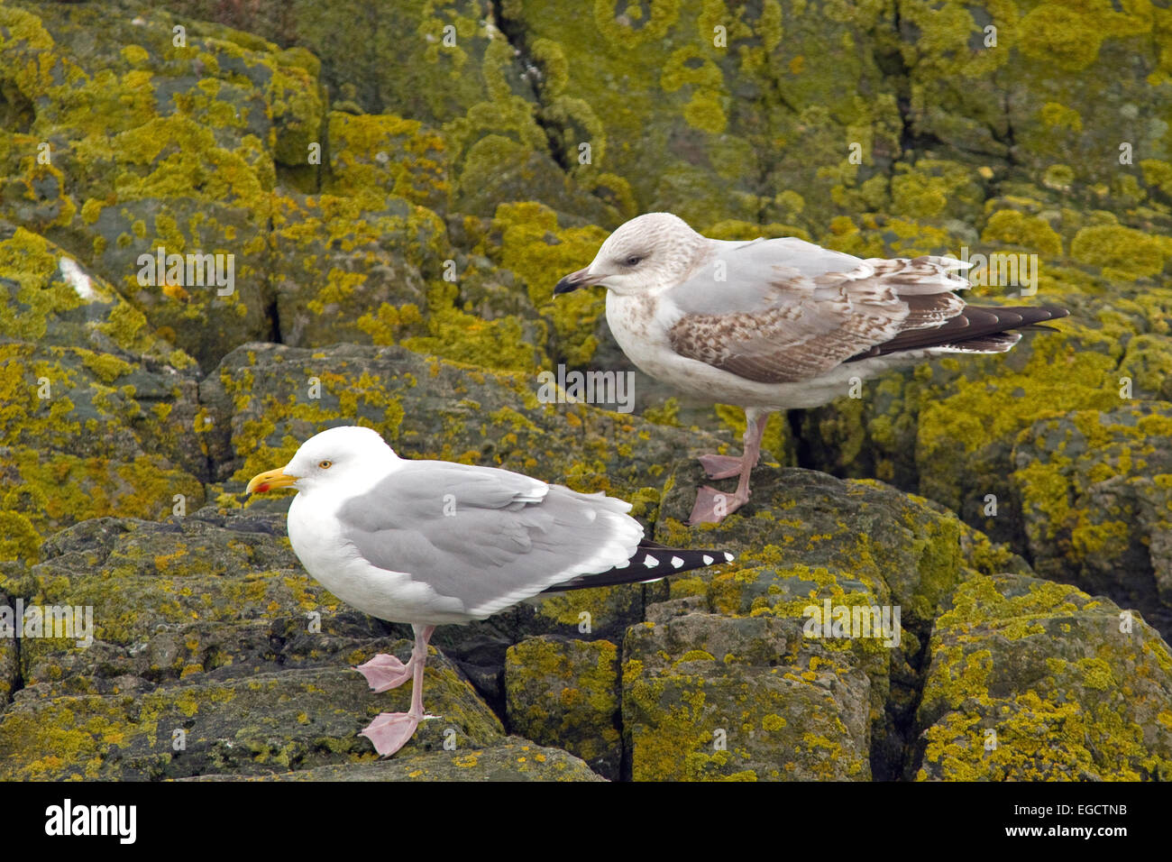 Gull feeding habitats hi-res stock photography and images - Alamy