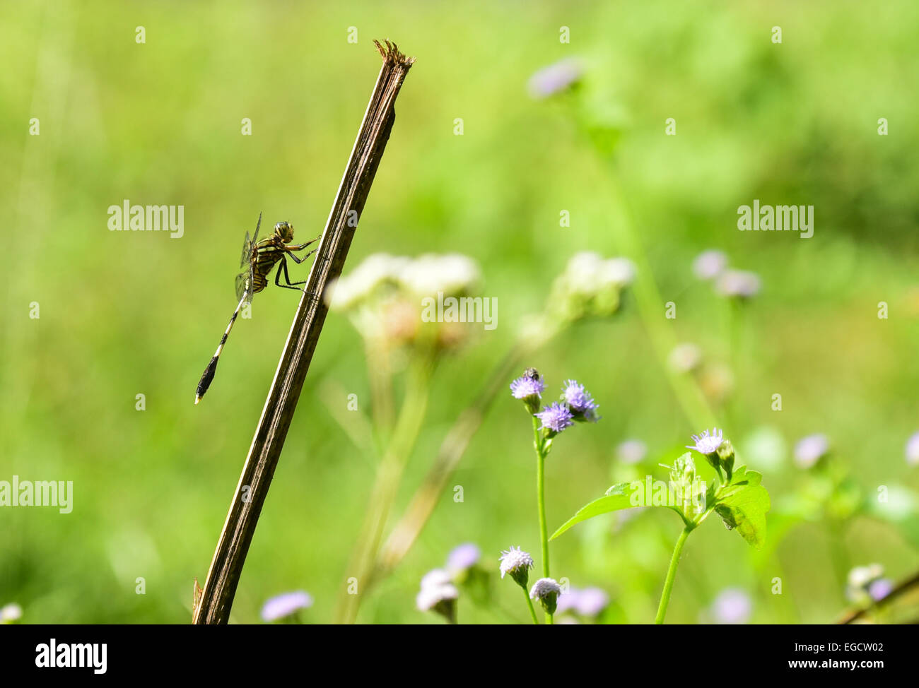 Dragonfly on a stick Stock Photo - Alamy