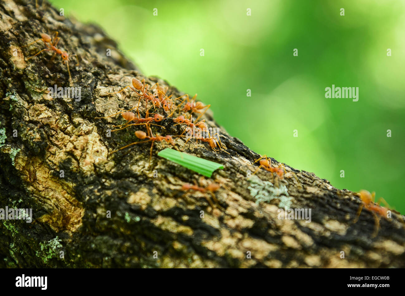 Red ants predator black ants Stock Photo - Alamy