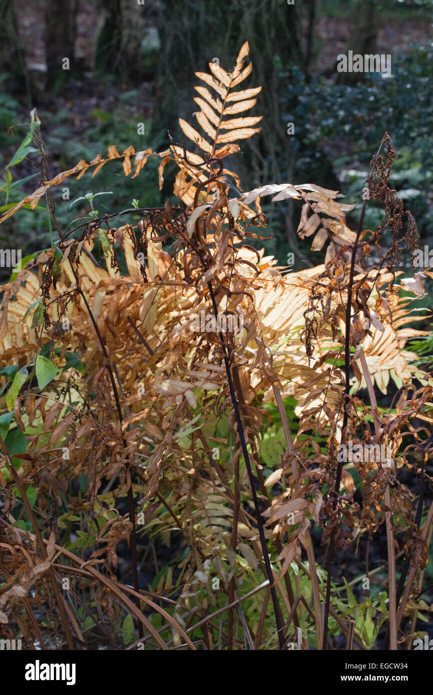 Royal Fern (Osmunda regalis). November. Calthorpe Broad NNR. SSSI ...