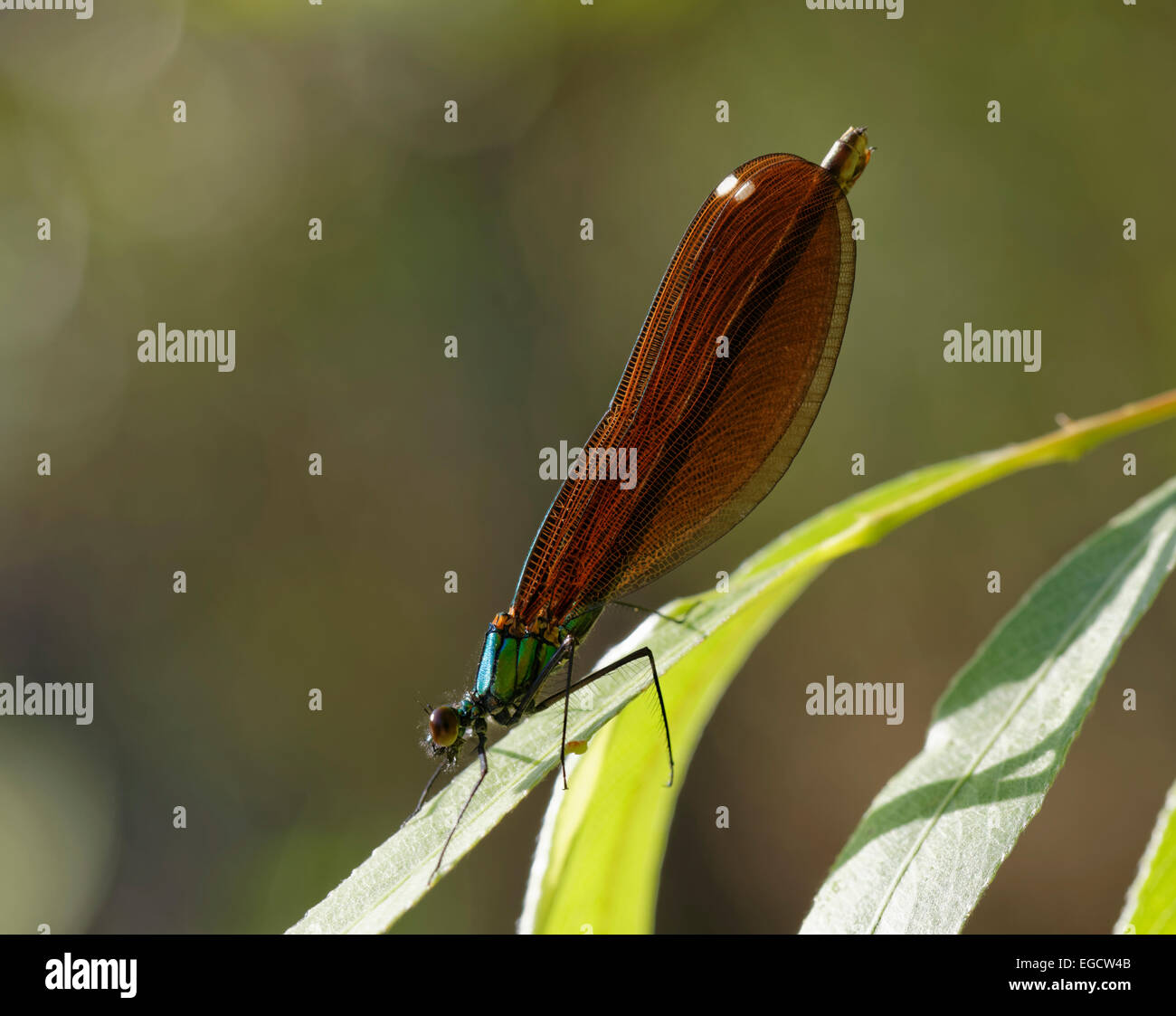 Beautiful Demoiselle (Calopteryx virgo), female, Antalya Province ...