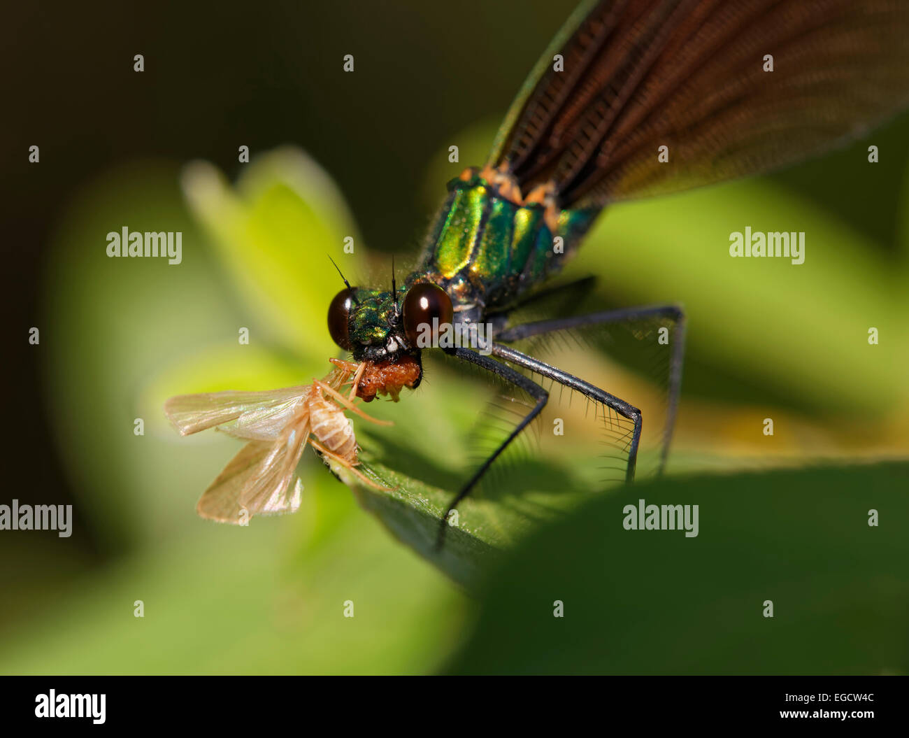 Beautiful Demoiselle (Calopteryx virgo), female with prey, Antalya ...