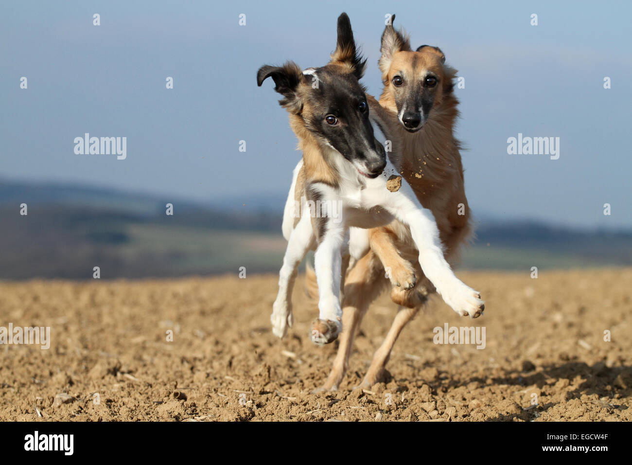 Silken Windsprite dogs, whippets, at play Stock Photo - Alamy