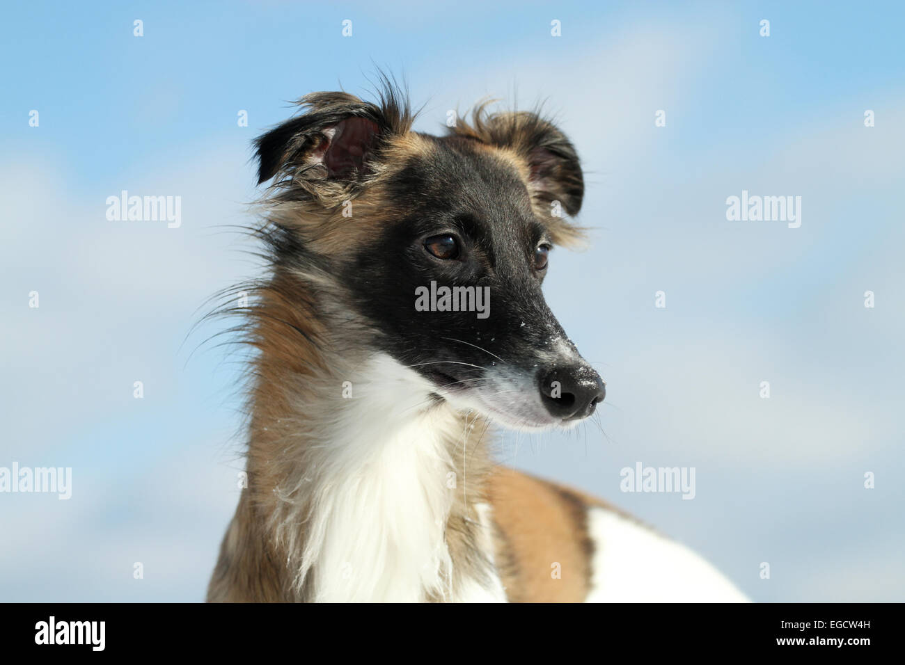 Silken Windsprite, whippet in the snow, Rhineland-Palatinate, Germany ...