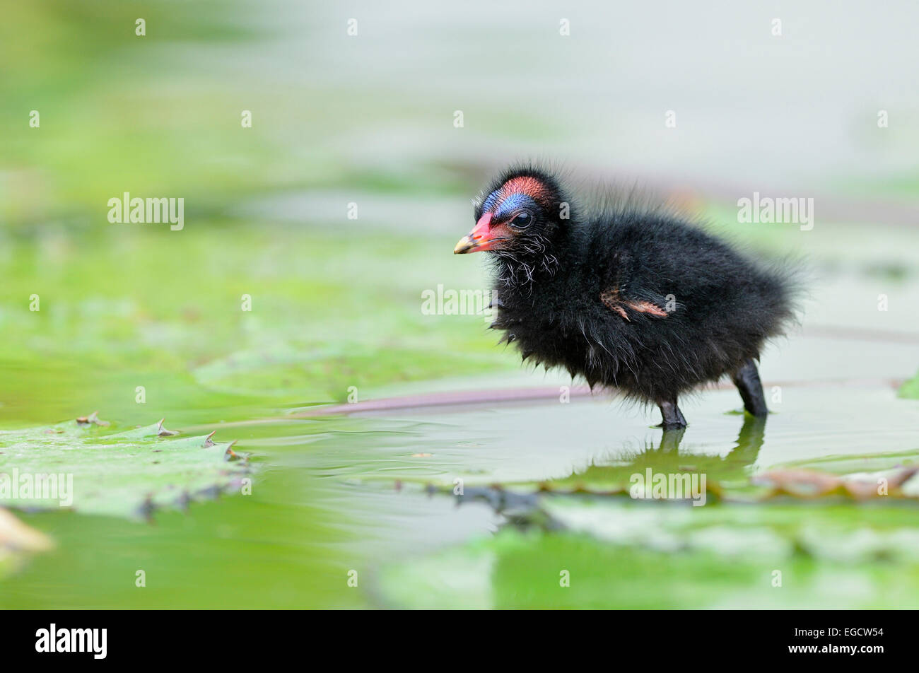 Common Moorhen (Gallinula chloropus), chick, North Rhine-Westphalia ...