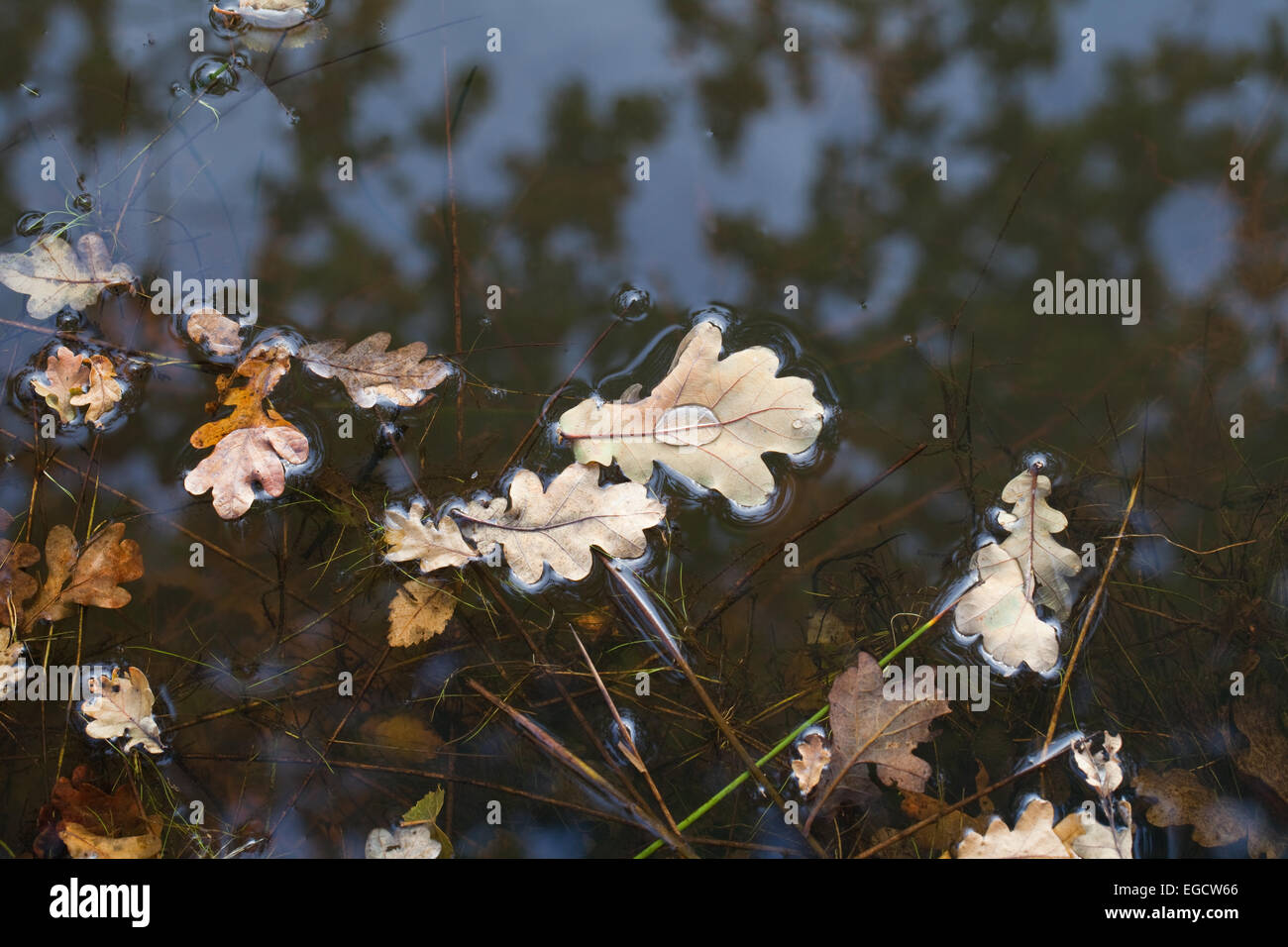 Wind blown leaves hi-res stock photography and images - Alamy