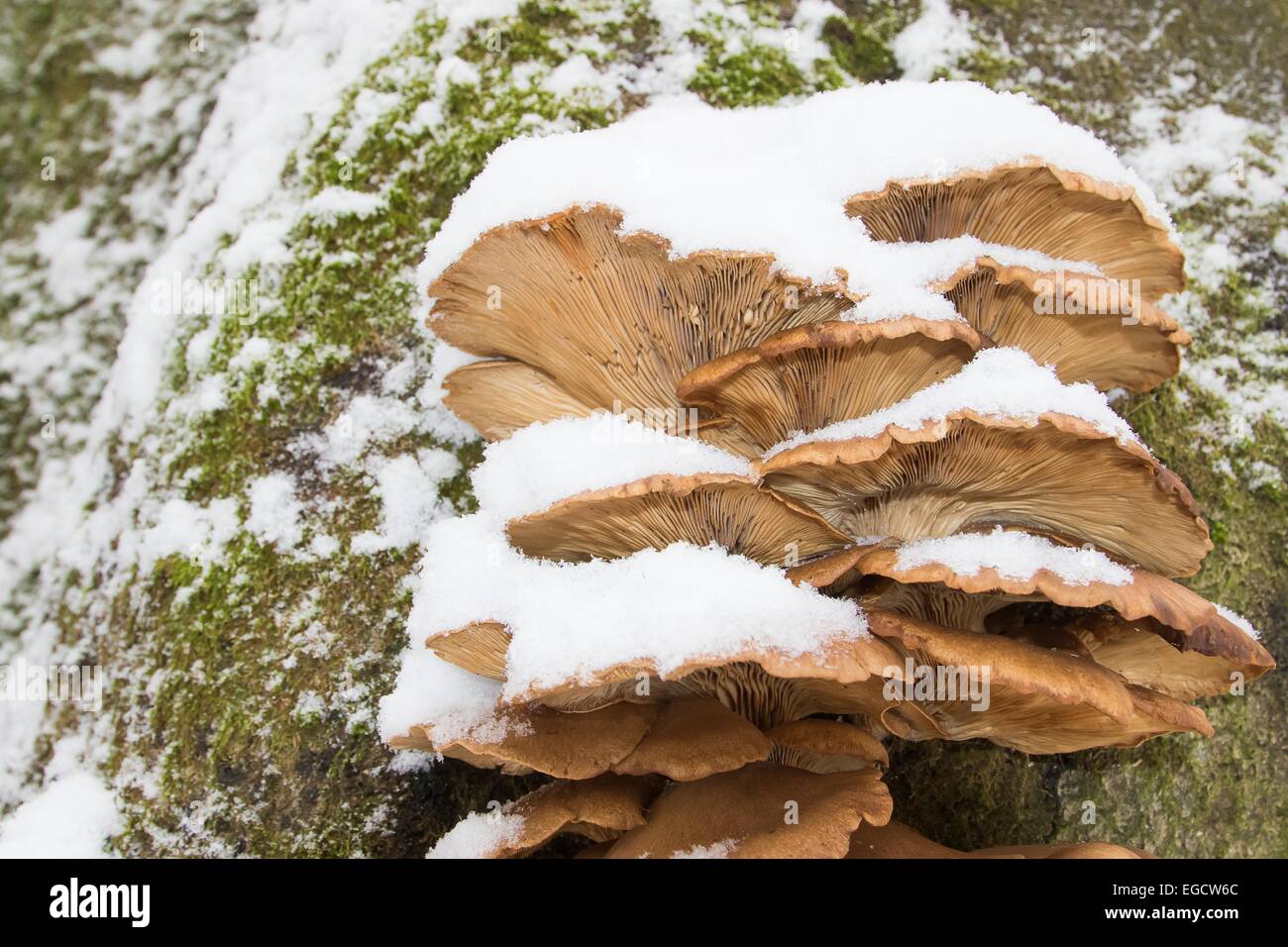 Pleurotus ostreatus winter hi-res stock photography and images - Alamy