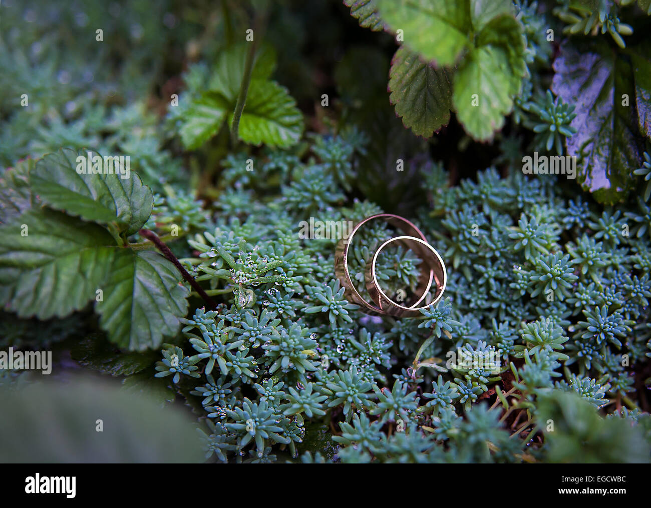Green plant and wedding rings Stock Photo - Alamy