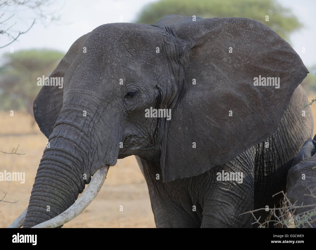 Approaching african elephant hi-res stock photography and images - Alamy